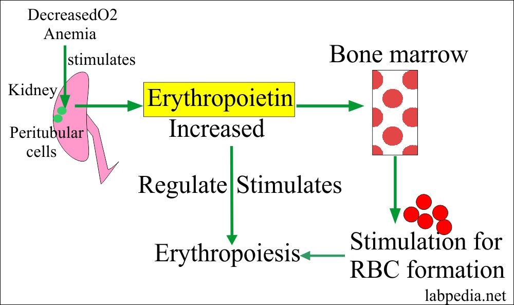 Exploring the Wonders of Human Blood: A Divine Creation - Dr Richard ...