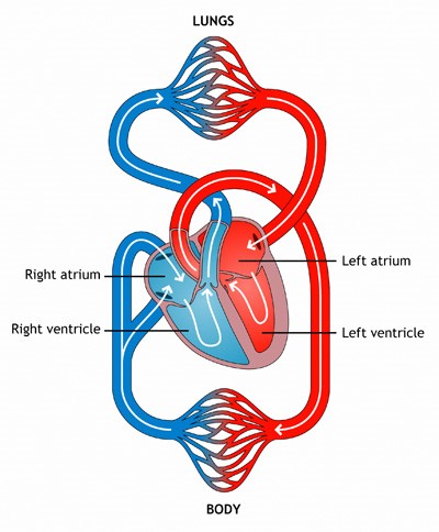 The Miracle of the Circulatory System Explained - Dr Richard Kent ...