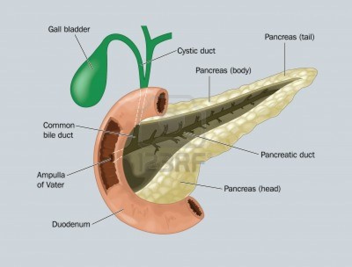 The Miracle of the Digestive system - Dr Richard Kent - Free Christian ...
