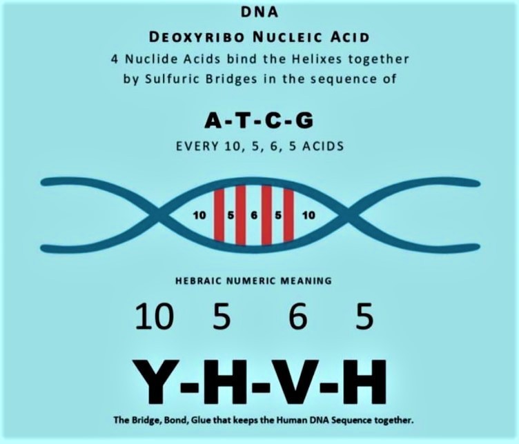 VIDEO - Amazing facts about the human body - Dr Richard Kent - Free ...